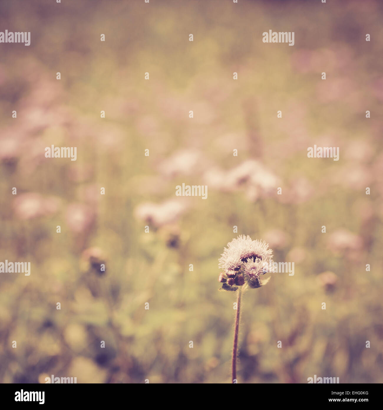 flower meadow vintage retro Stock Photo - Alamy