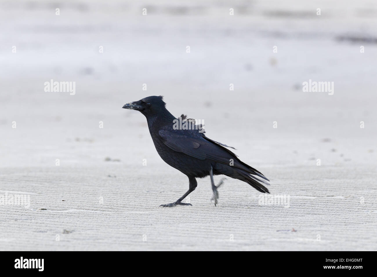 Common Raven (Corvus corax Stock Photo - Alamy
