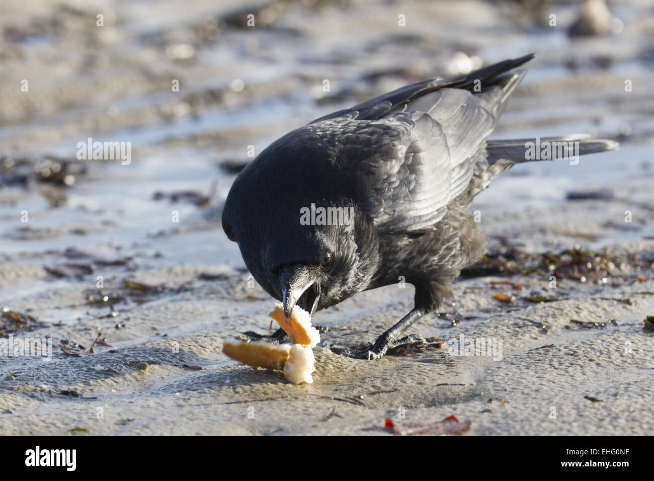 Common Raven (Corvus corax Stock Photo - Alamy
