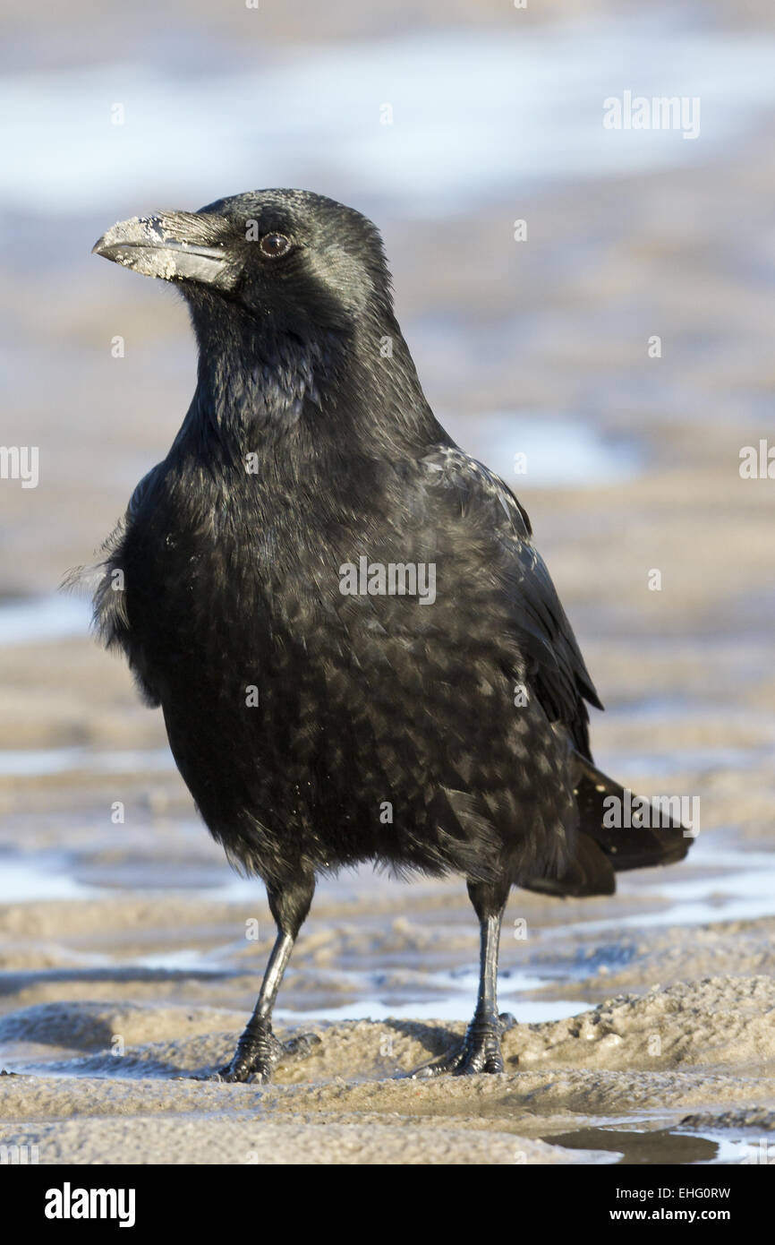 Common Raven (Corvus corax) on the beach Stock Photo - Alamy