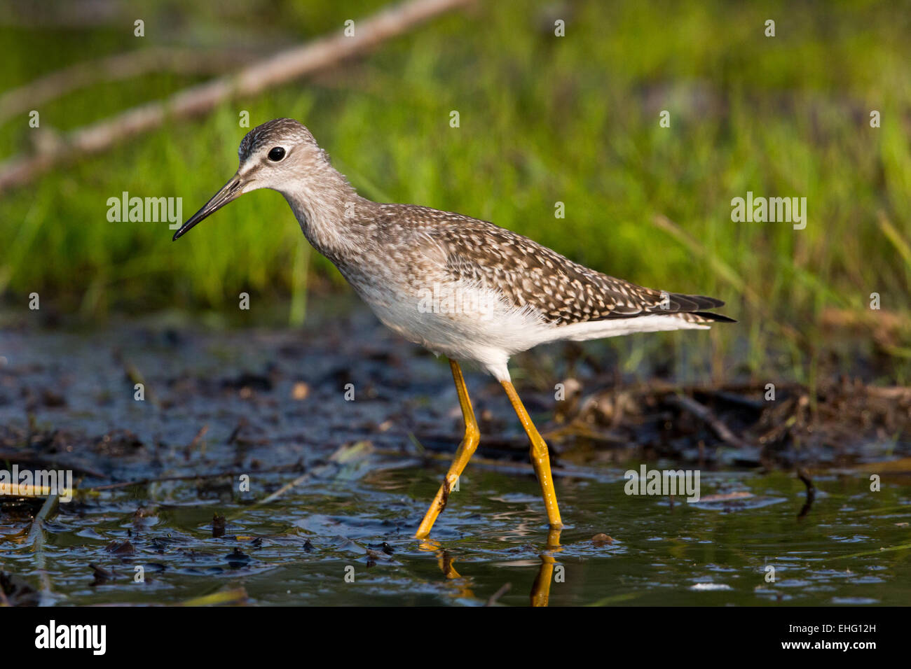 Lesser yellowleg hi-res stock photography and images - Alamy