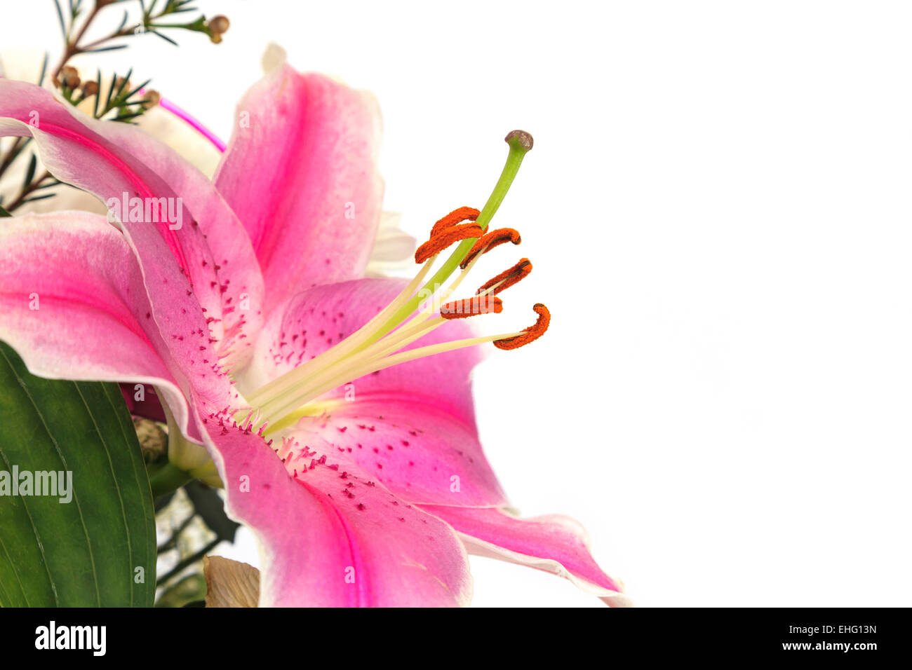 Pink lily flower close hi-res stock photography and images - Alamy