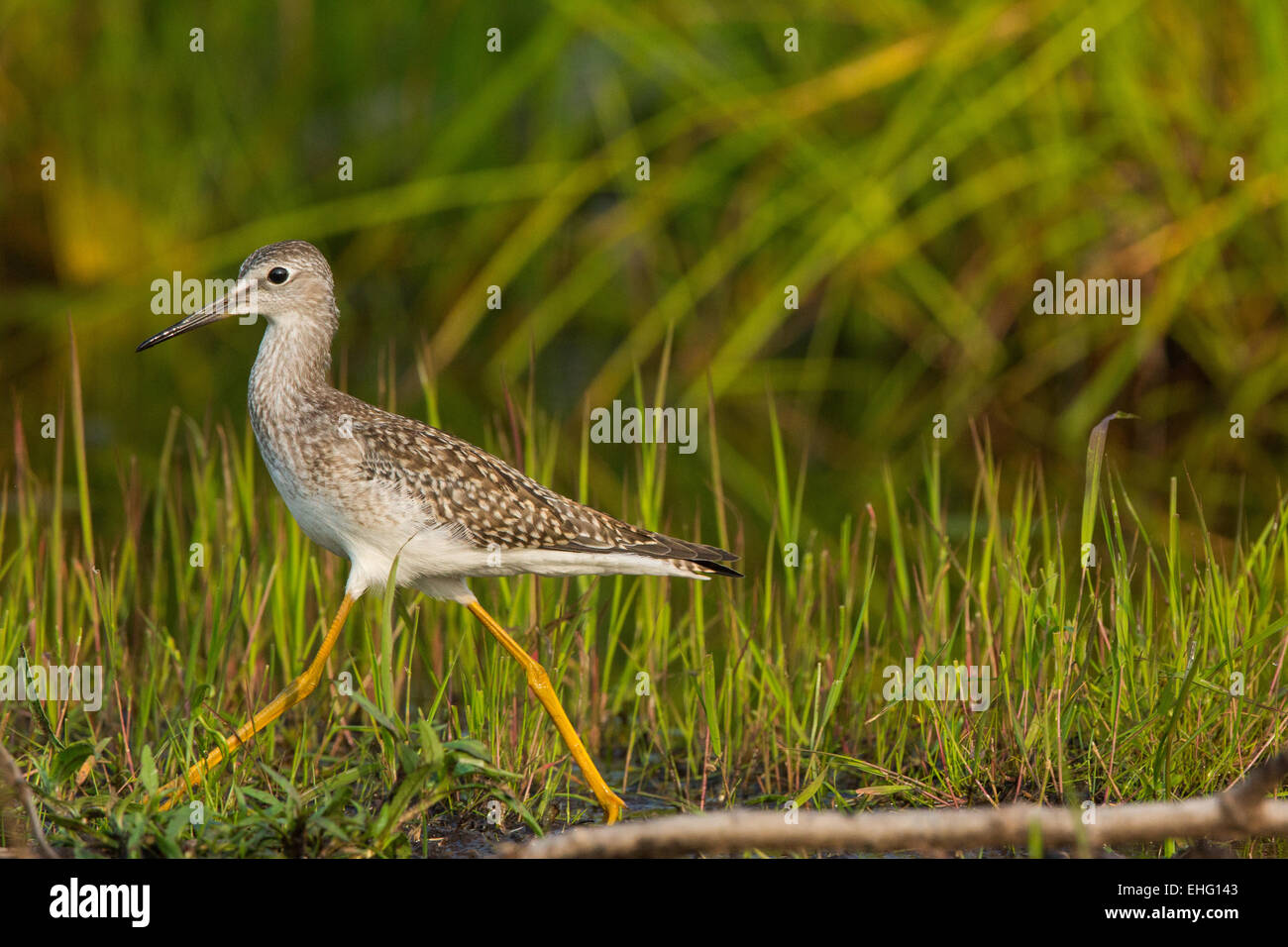 Lesser yellowleg hi-res stock photography and images - Alamy