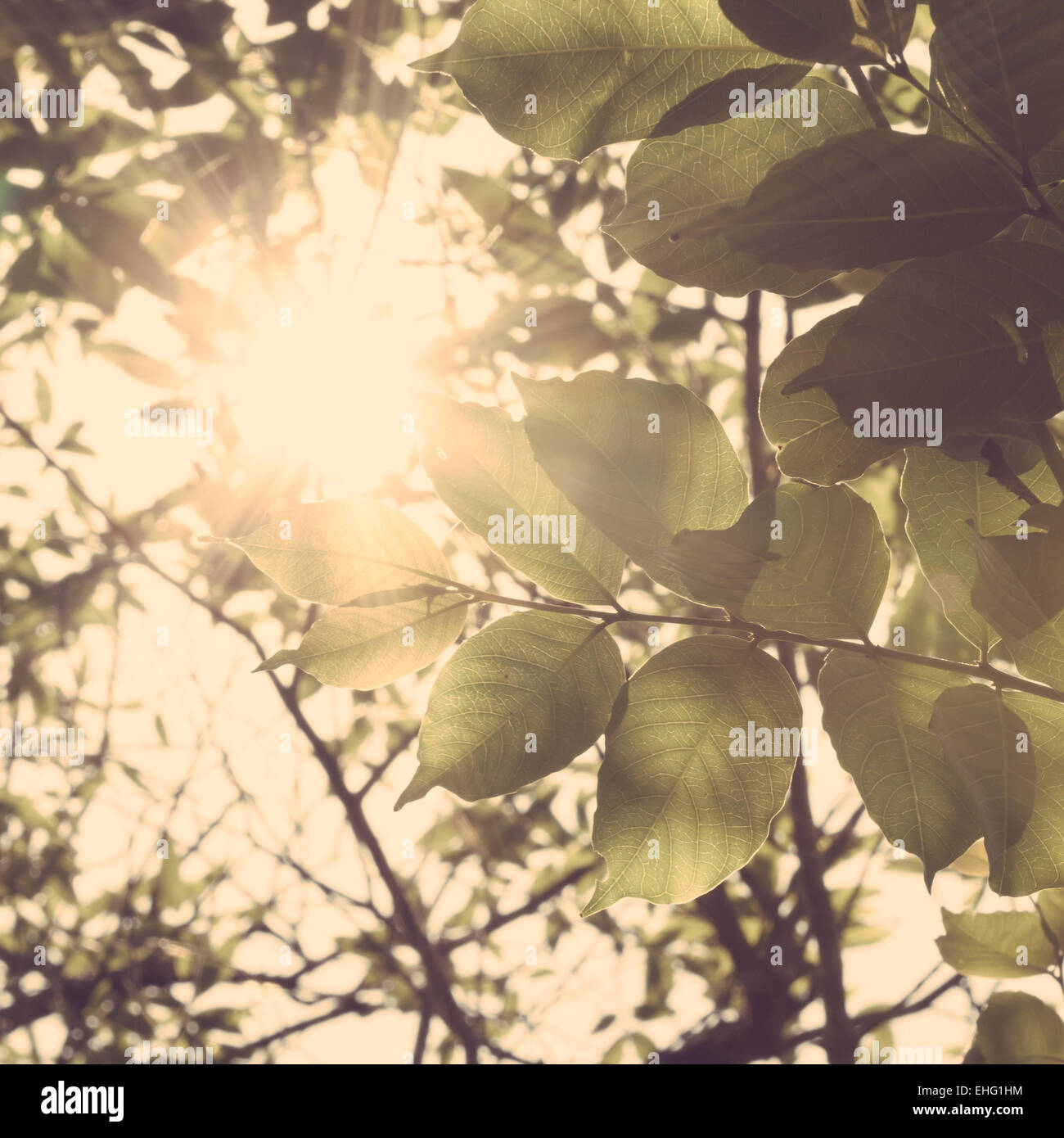 Sunlight leaves hi-res stock photography and images - Alamy