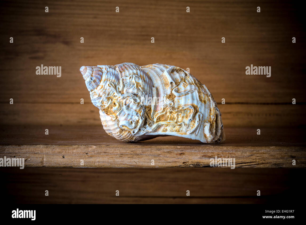 Mollusc shell colour hi-res stock photography and images - Alamy