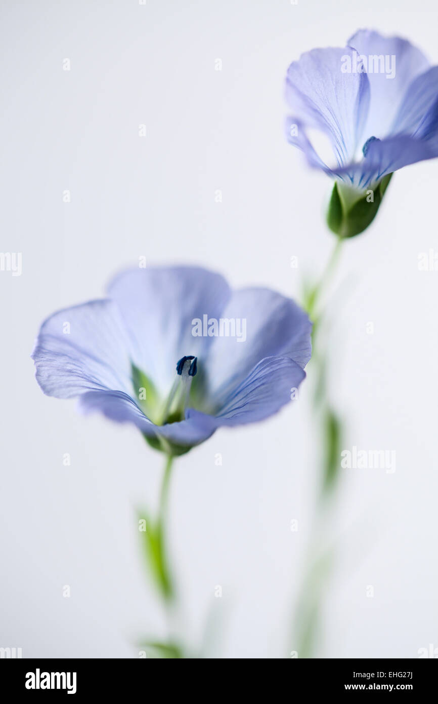 Linseed flower hi-res stock photography and images - Alamy