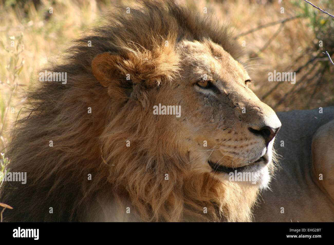 Feline lion head hi-res stock photography and images - Alamy