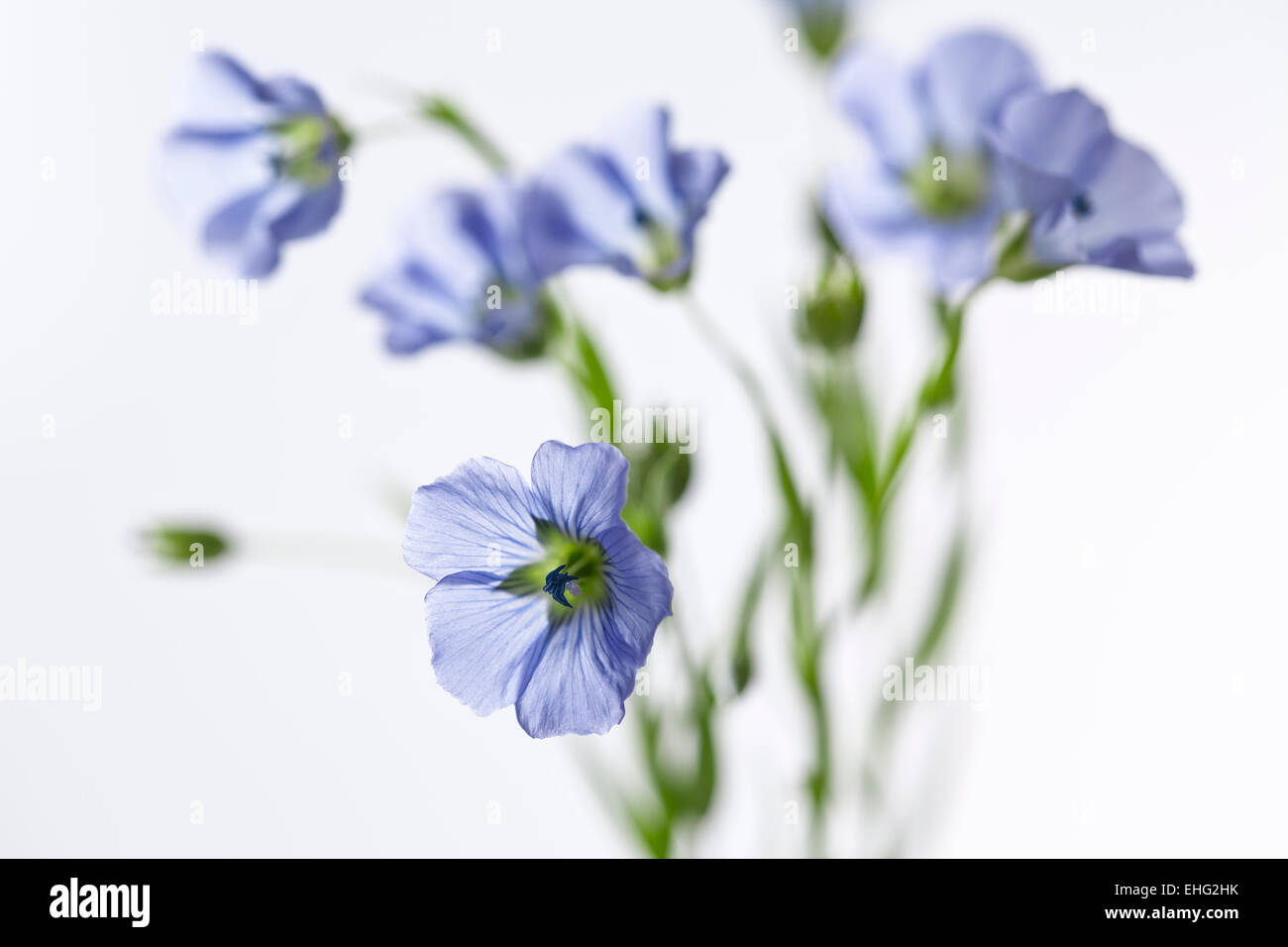 Linseed flower hi-res stock photography and images - Alamy