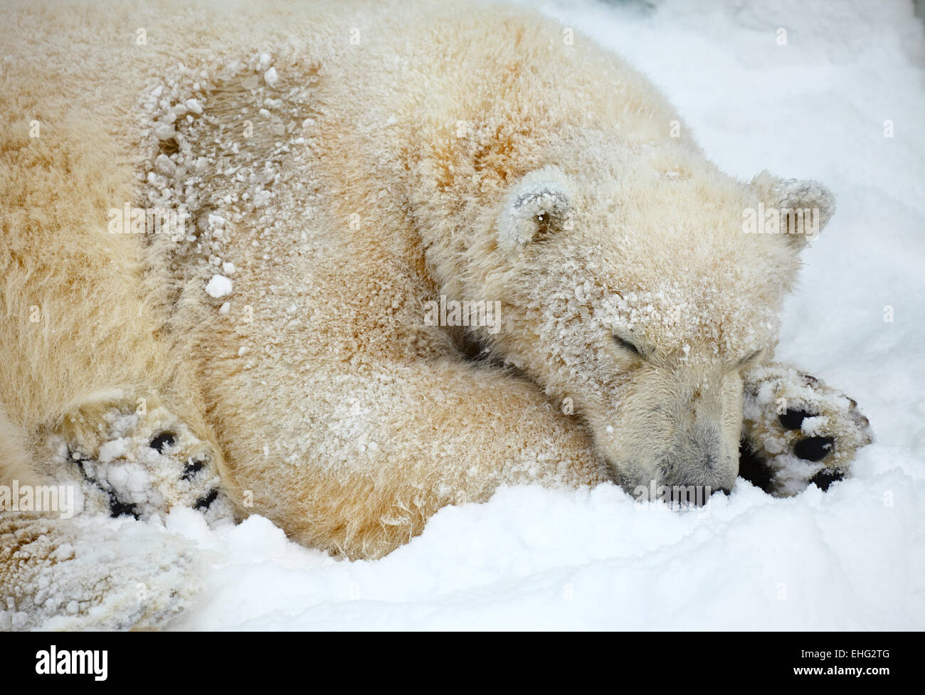 Bear sleeping winter hi-res stock photography and images - Alamy