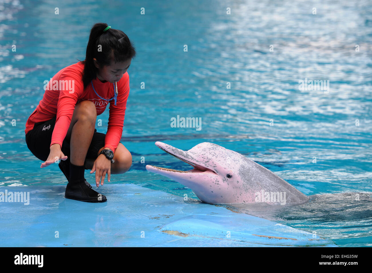 Pink Dolphin Sentosa Singapore High Resolution Stock Photography and ...