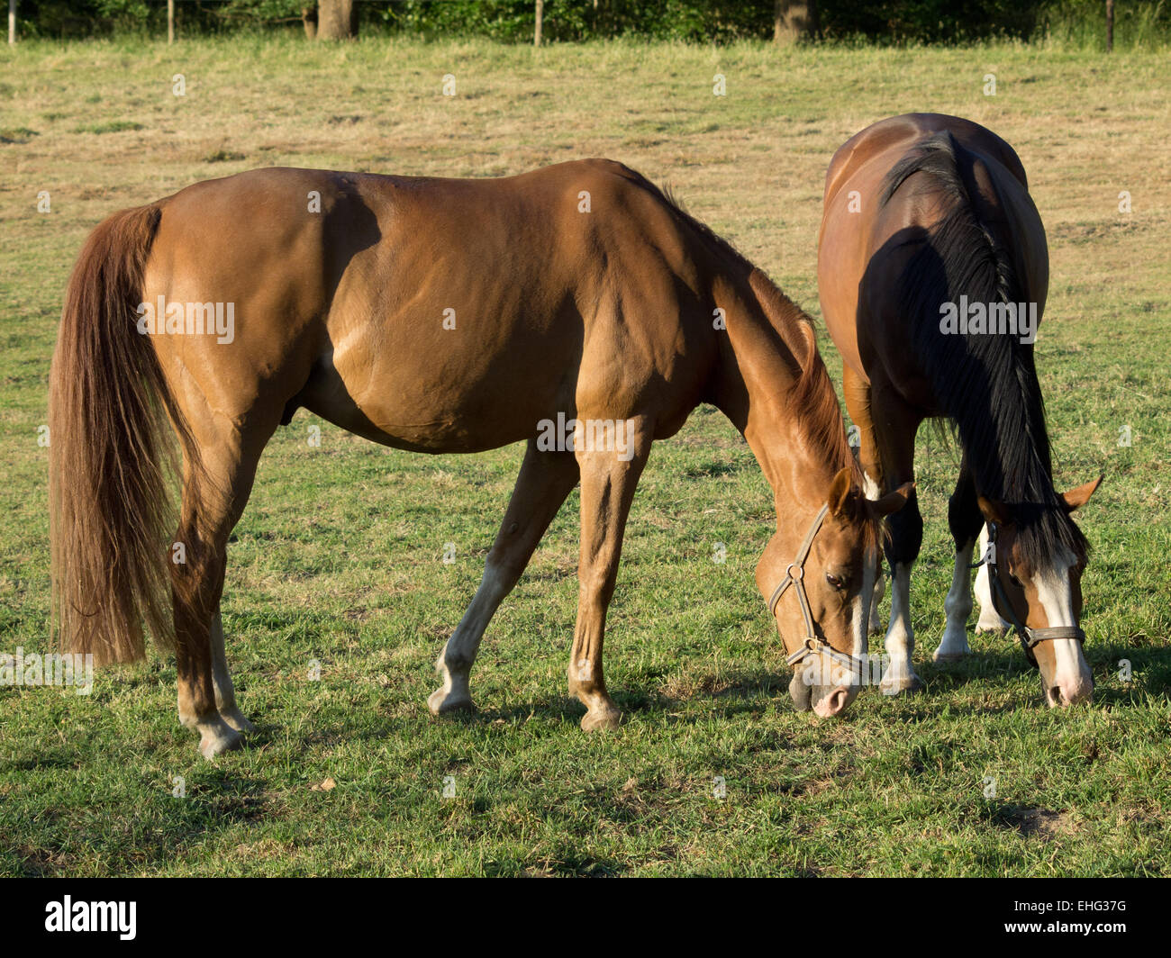 Pfed hi-res stock photography and images - Alamy