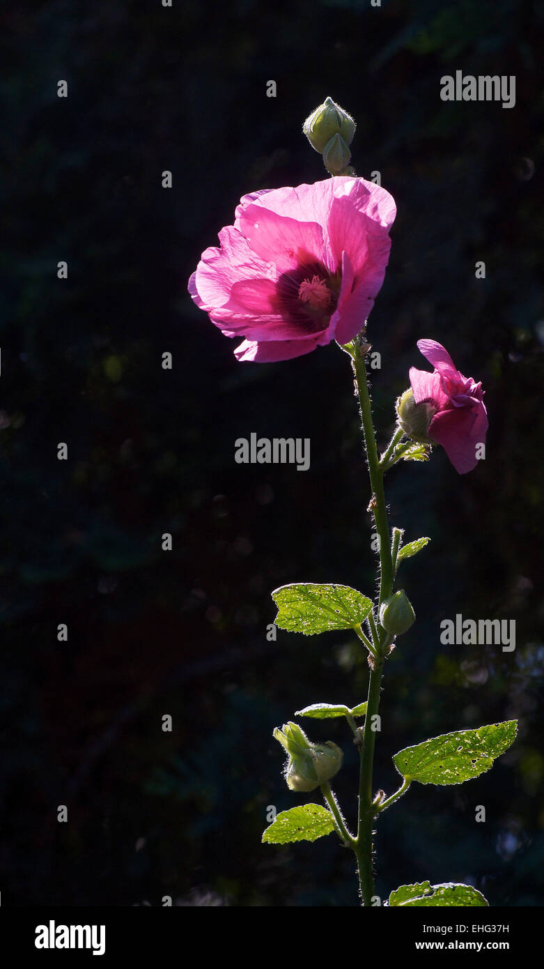 Red purple mallow Stock Photo - Alamy