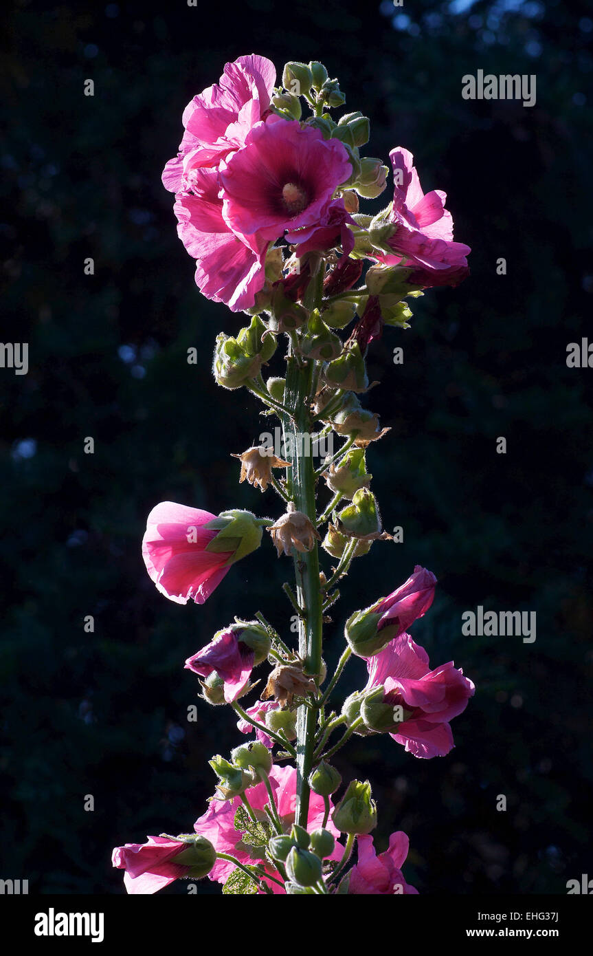 Red purple mallow Stock Photo - Alamy