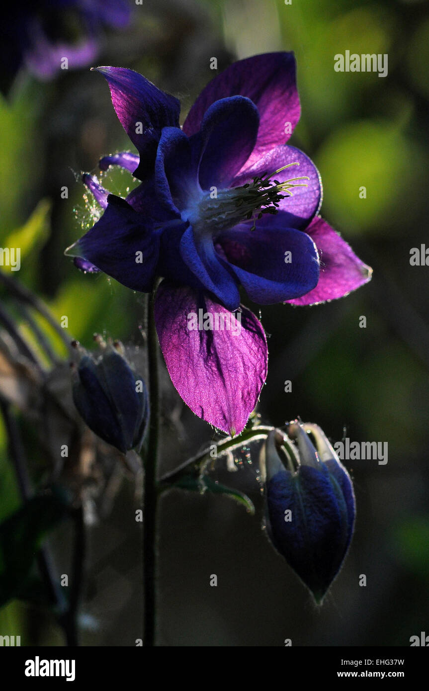 Black columbine hi-res stock photography and images - Alamy