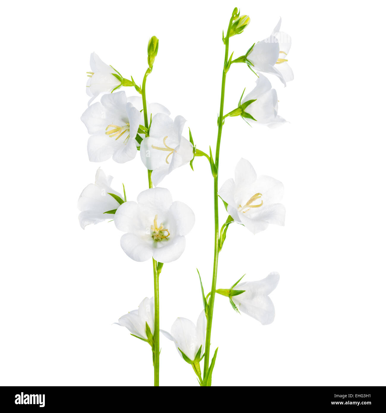 beautiful two white hand bell is isolated on white background, closeup ...