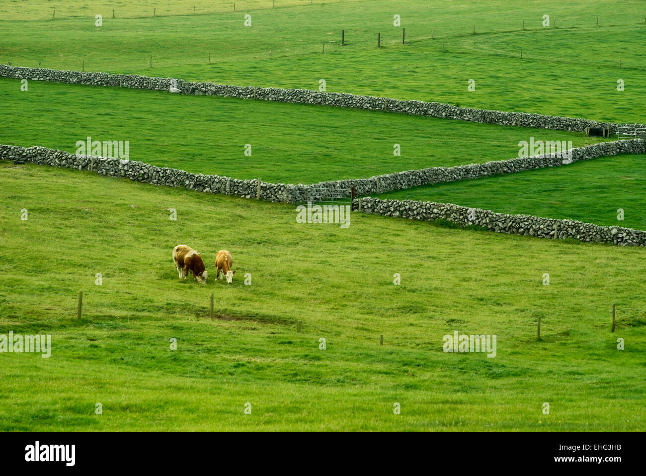 Cows in pasture with stone fence. Ireland Stock Photo - Alamy