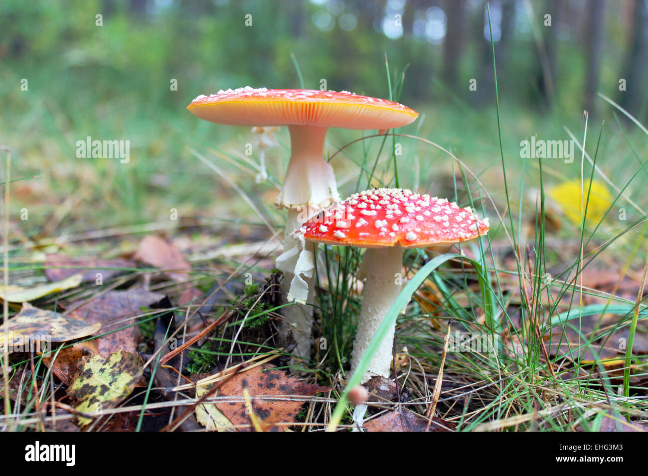Red toadstools hi-res stock photography and images - Alamy