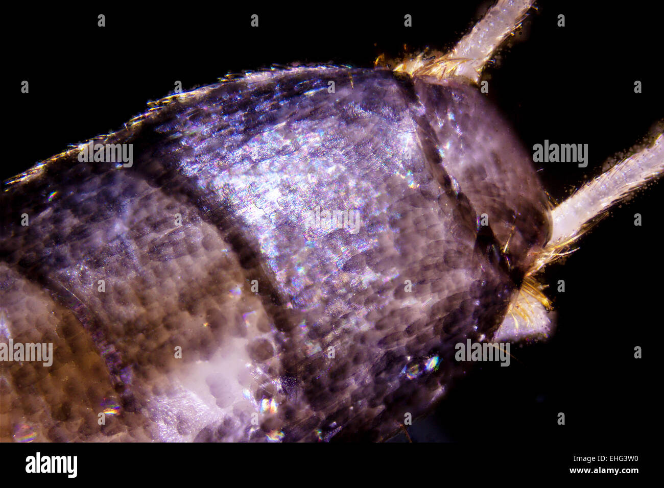 Micro fish scales hi-res stock photography and images - Alamy