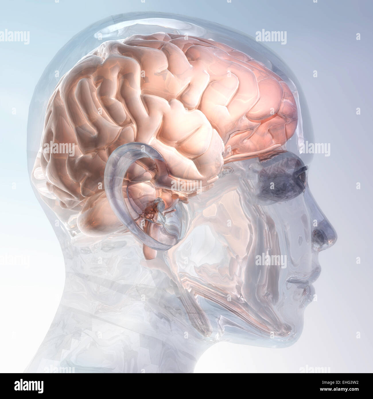 Hirn denken hi-res stock photography and images - Alamy
