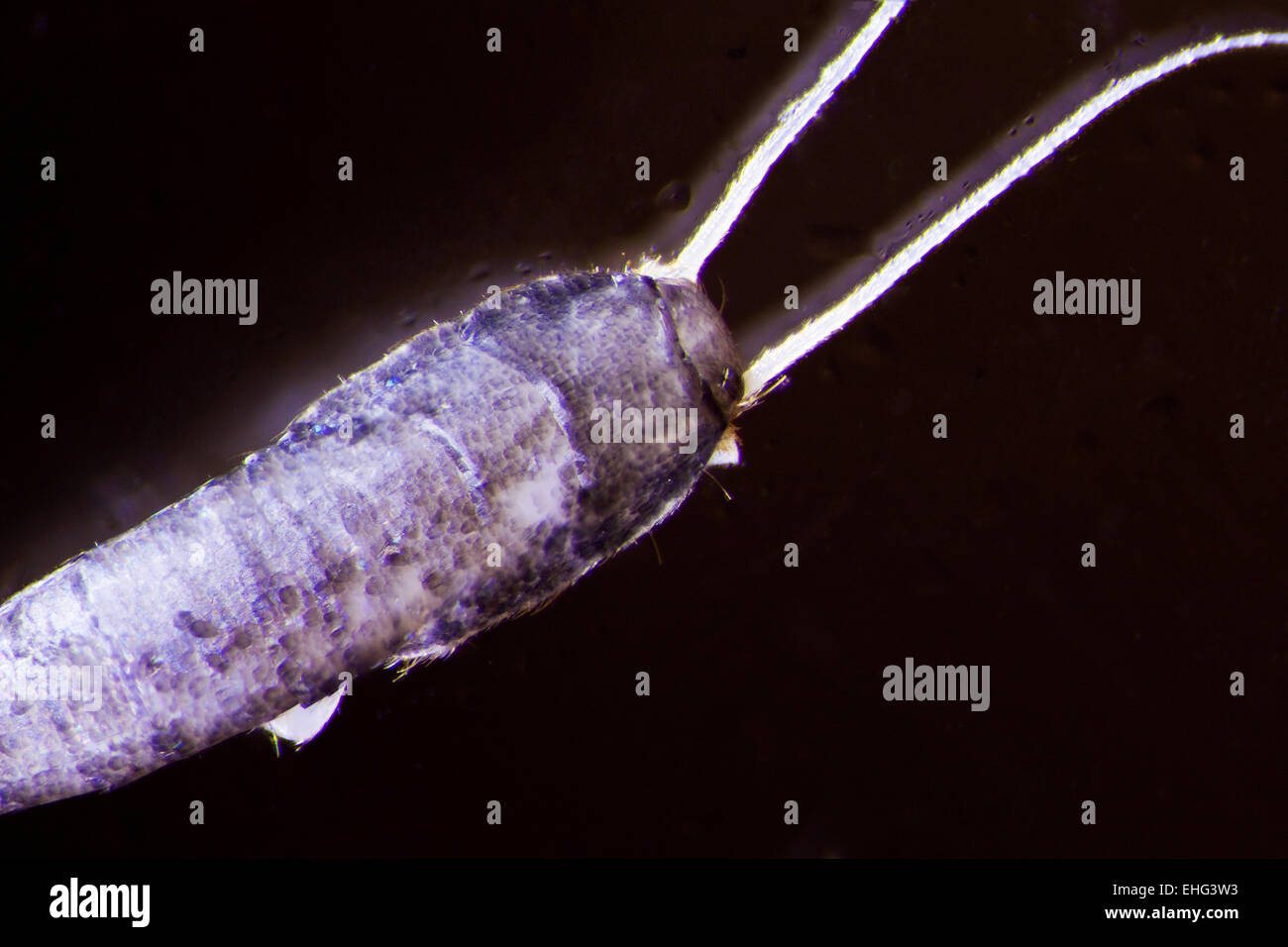 Fish skin cancer hi-res stock photography and images - Alamy