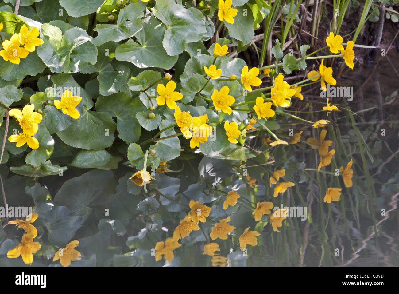 Flowering marsh marigold caltha hi-res stock photography and images - Alamy