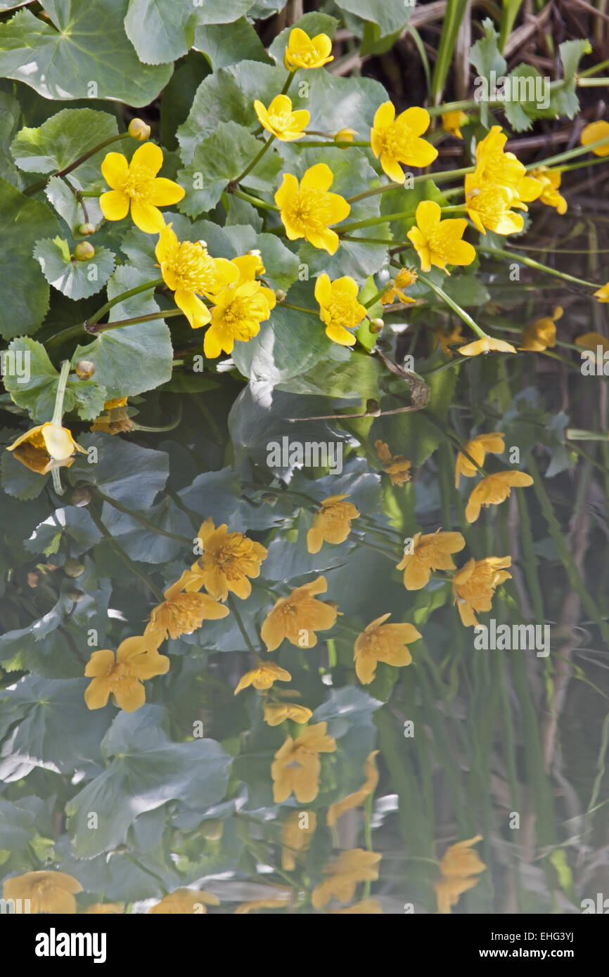 Flowering marsh marigold caltha hi-res stock photography and images - Alamy