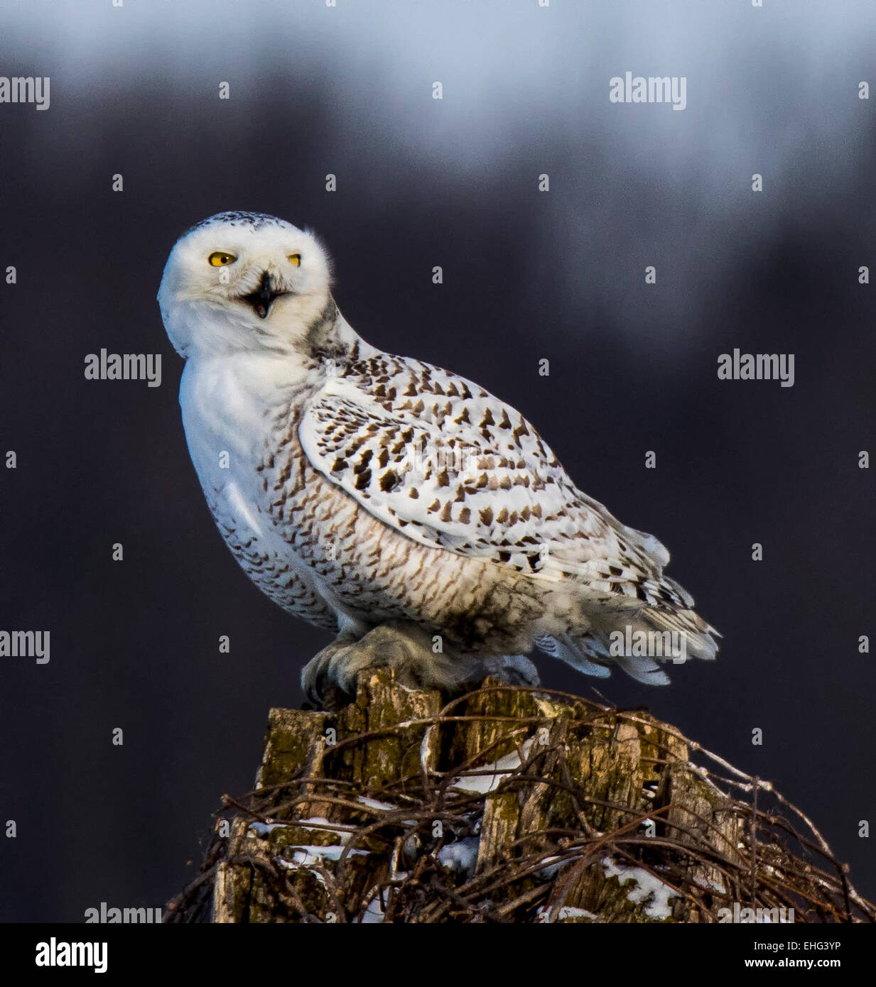 SNOWY OWLS HUNT IN CANADA WHERE THEY CAN FIND SMALL CRITTERS. VERY ...
