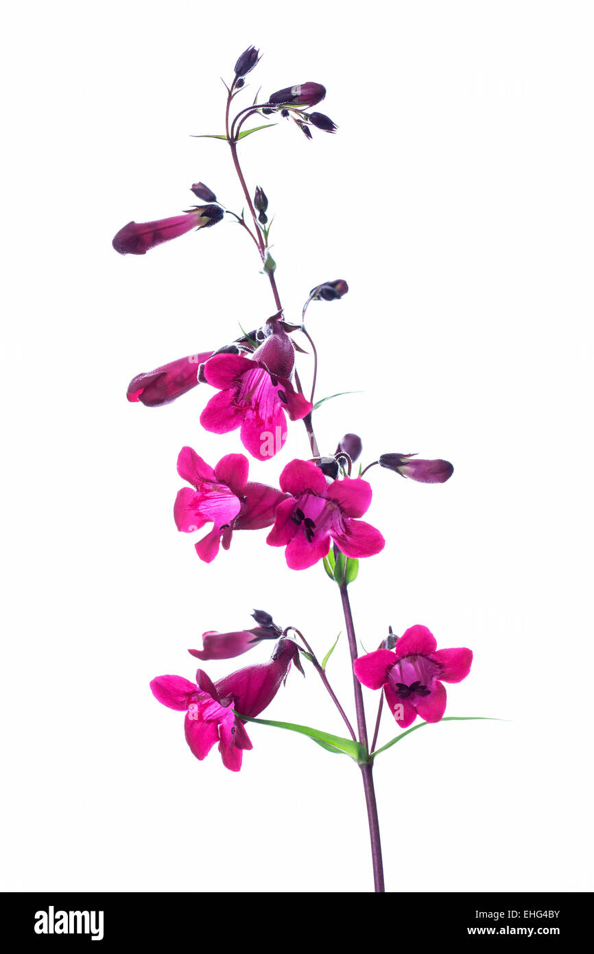 Beard tongue hi-res stock photography and images - Alamy