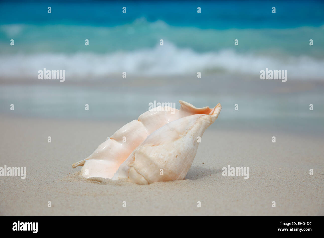 Shell on the beach Stock Photo - Alamy