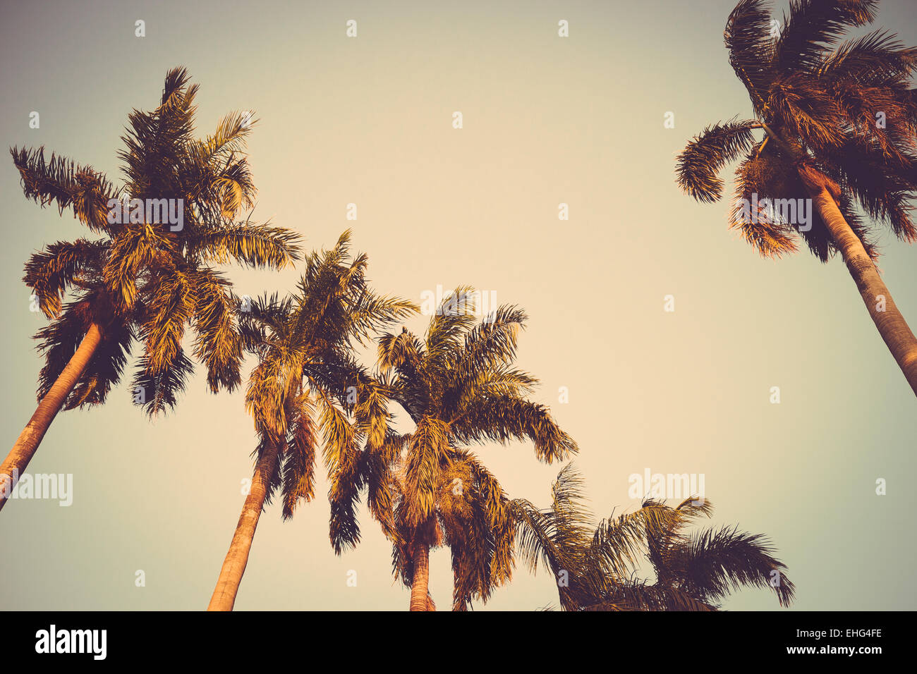 Retro palm tree hi-res stock photography and images - Alamy