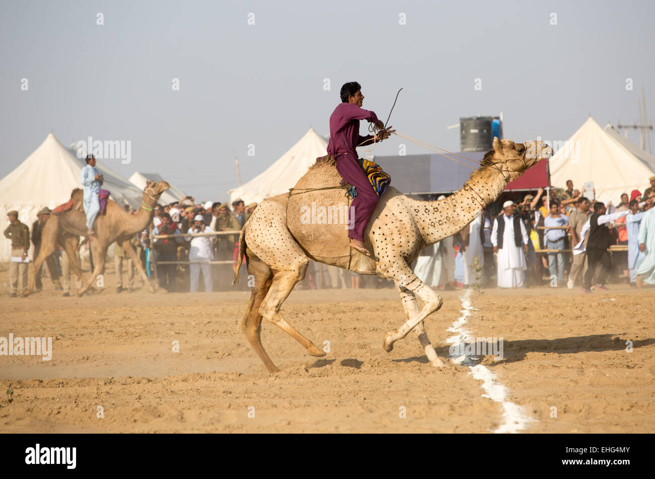 Camel racing Jaisalmer Festival Stock Photo - Alamy