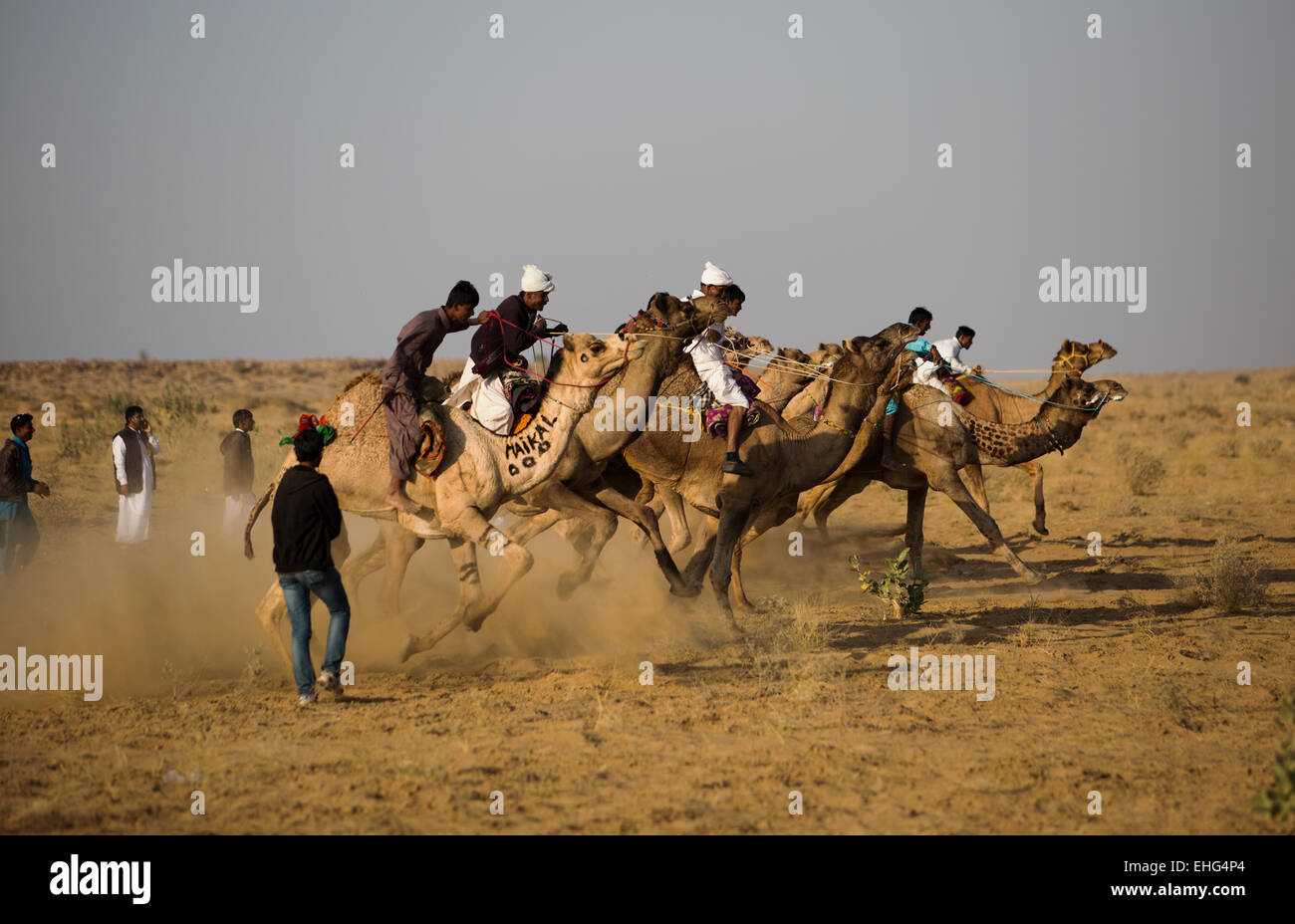Camel racing Jaisalmer Festival Stock Photo - Alamy