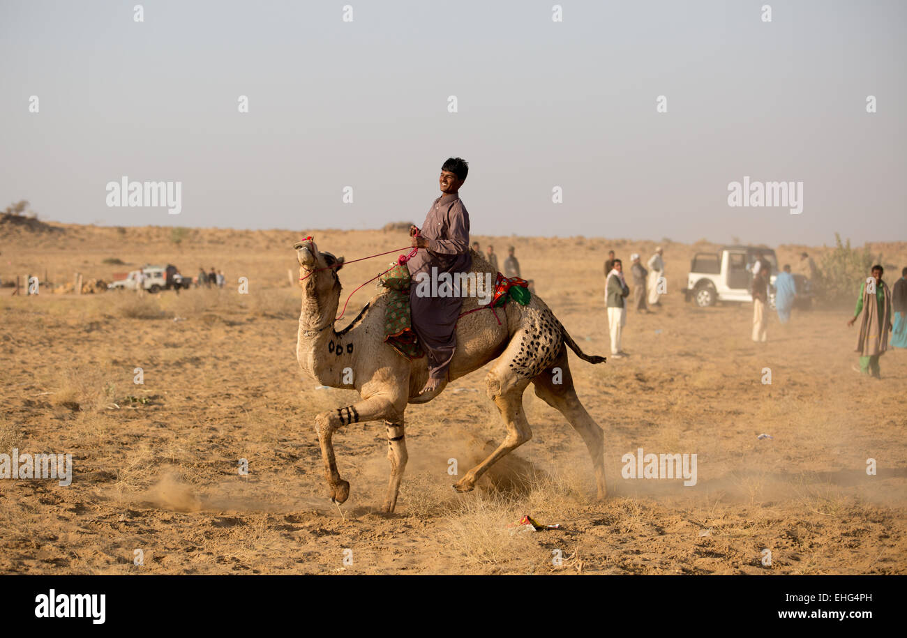 Camels racing camel racing festival hi-res stock photography and images ...