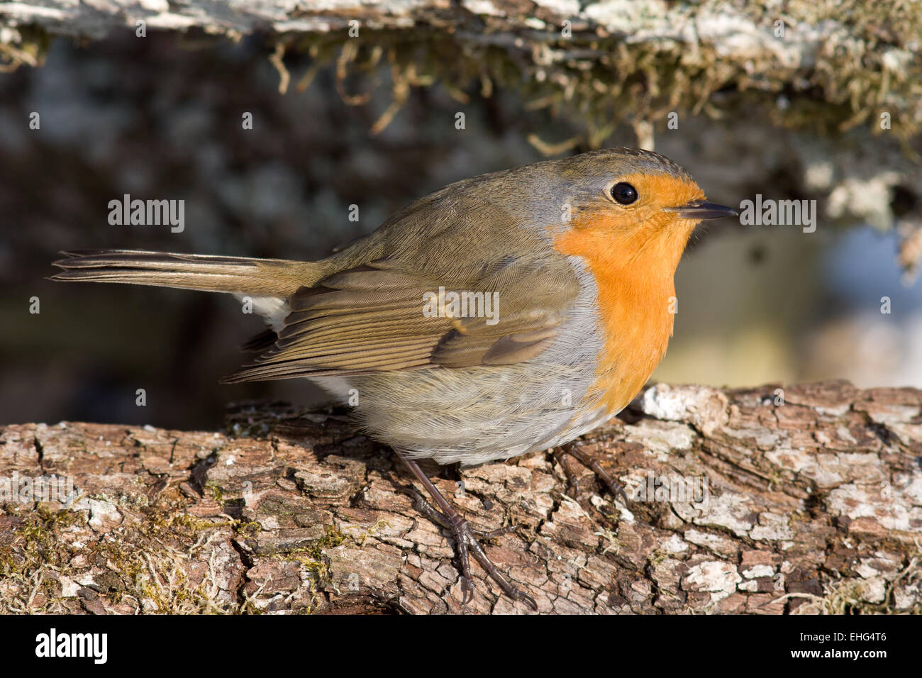 Robin baum hi-res stock photography and images - Alamy