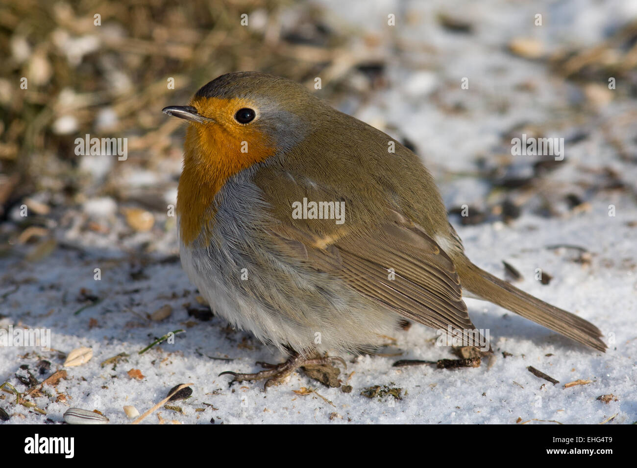 Redbreast hi-res stock photography and images - Alamy
