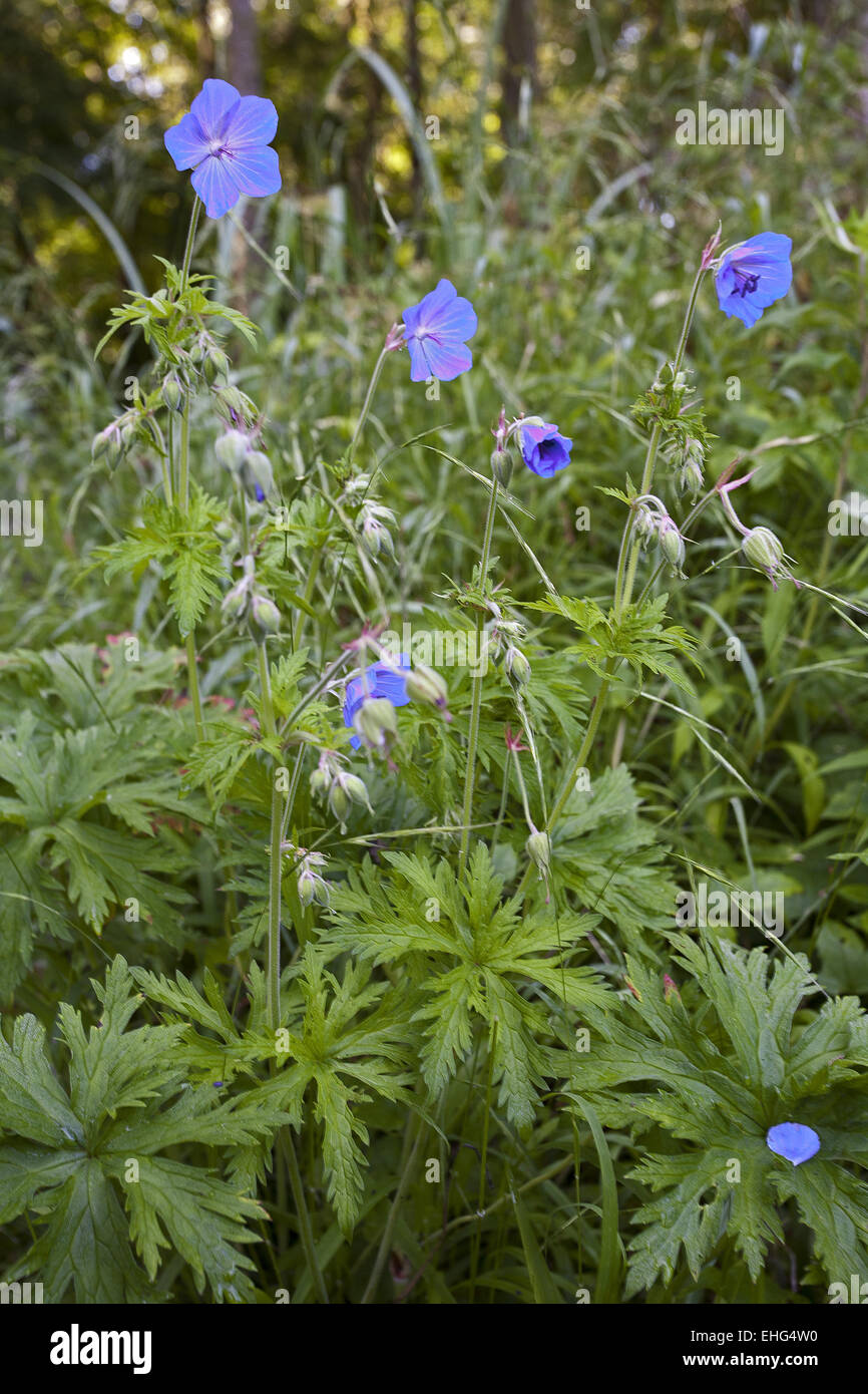Meadow Cranesbill, Geranium protense Stock Photo - Alamy