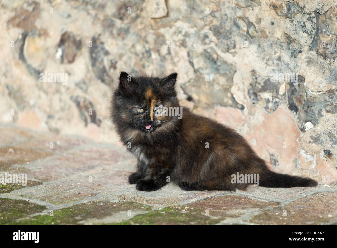 Wild cat kitten normandy france hi-res stock photography and images - Alamy