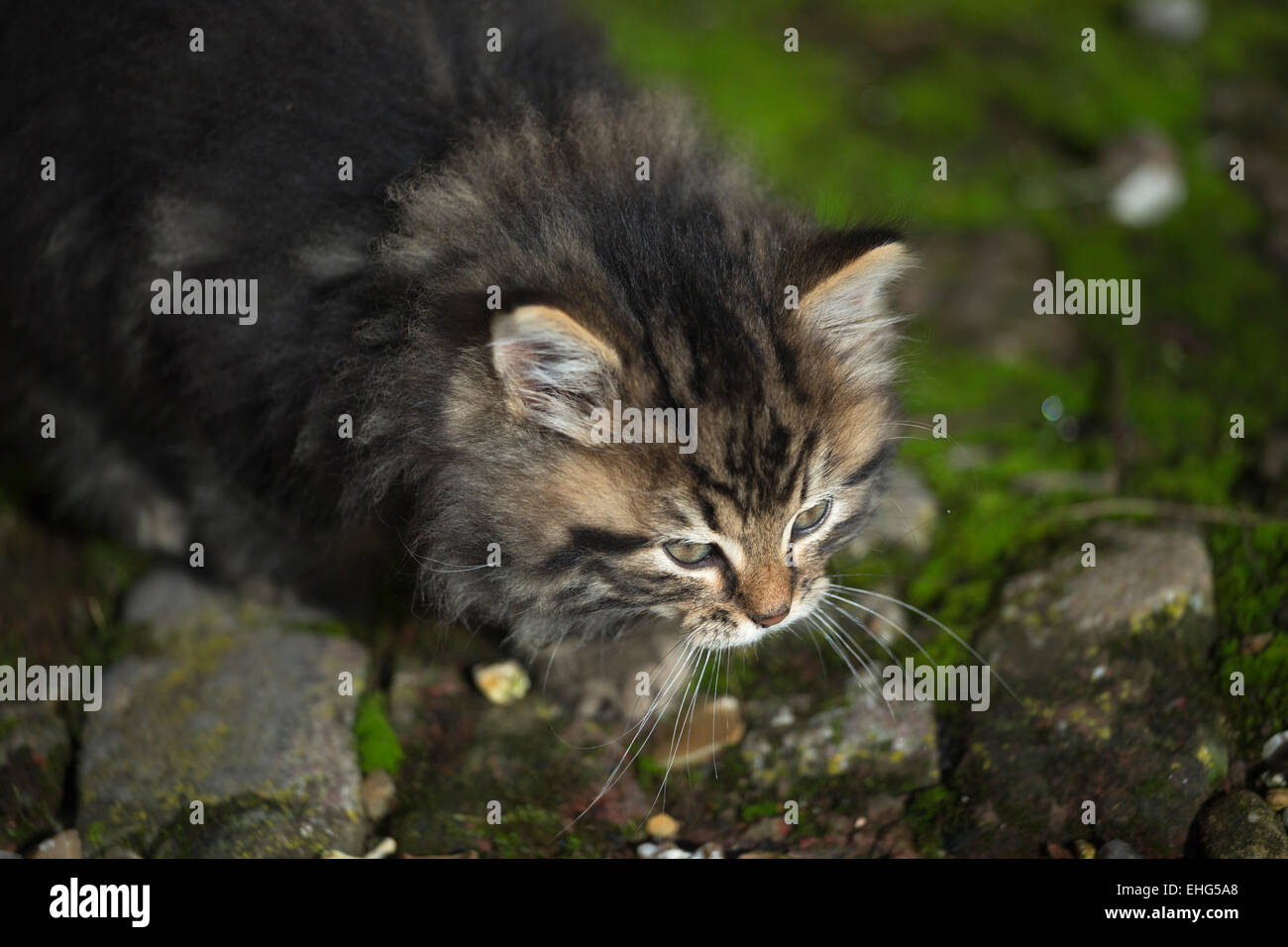 Wild cat kitten normandy france hi-res stock photography and images - Alamy