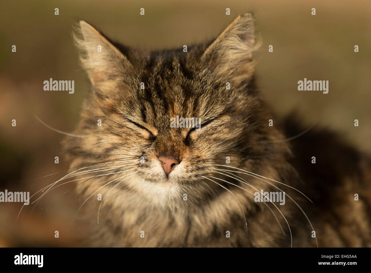 Wild cat kitten Normandy France Europe cute sweet Stock Photo - Alamy