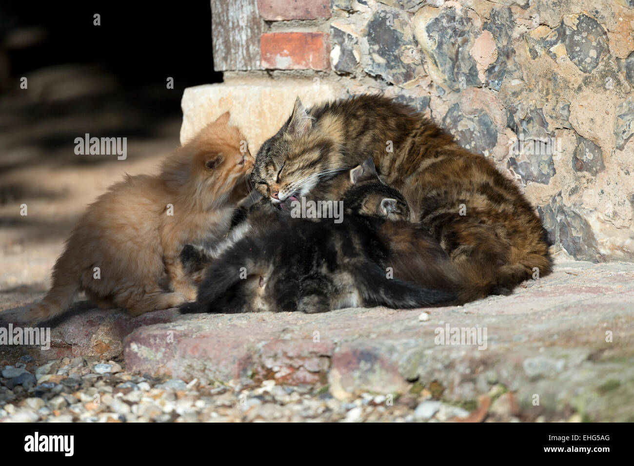 Wild cat kitten normandy france hi-res stock photography and images - Alamy
