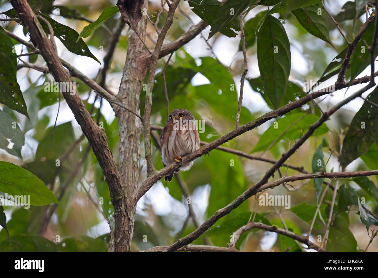 Amazonian Pygmy Owl - Glaucidium hardyi Stock Photo - Alamy