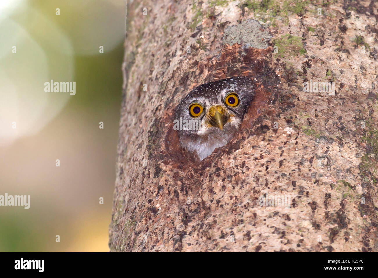Amazonian Pygmy Owl - Glaucidium hardyi Stock Photo - Alamy