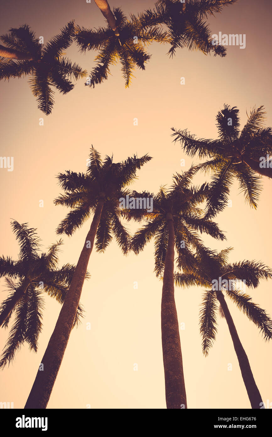 Retro palm tree hi-res stock photography and images - Alamy