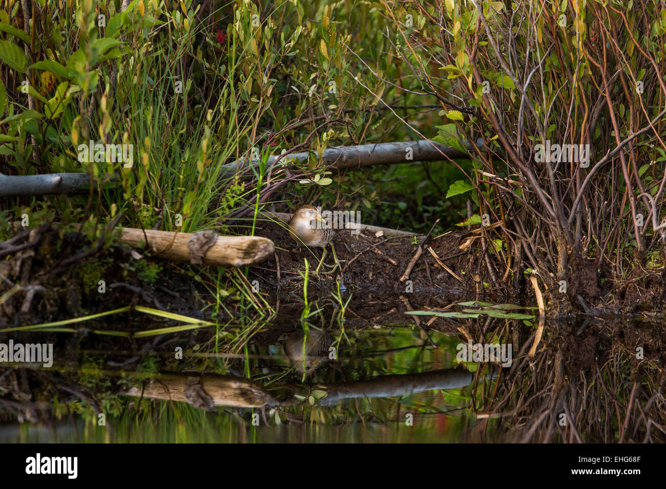 Rail bird sora marsh hi-res stock photography and images - Alamy