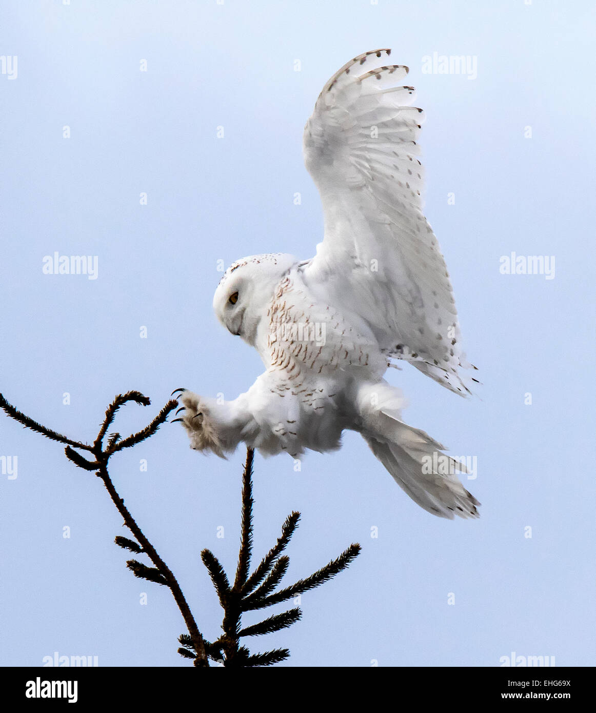 SNOWY OWLS HUNT IN CANADA WHERE THEY CAN FIND SMALL CRITTERS. VERY ...