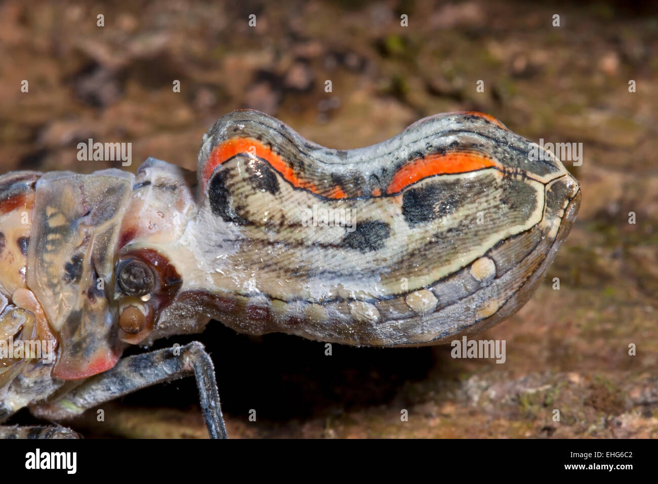 Fulgoria hi-res stock photography and images - Alamy