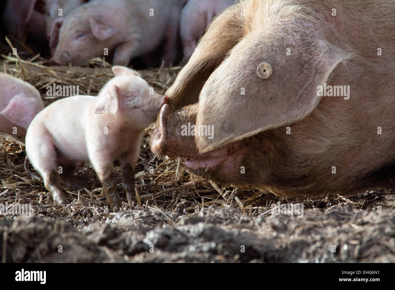 Young piglet touching snouts with mother on a farm Stock Photo - Alamy