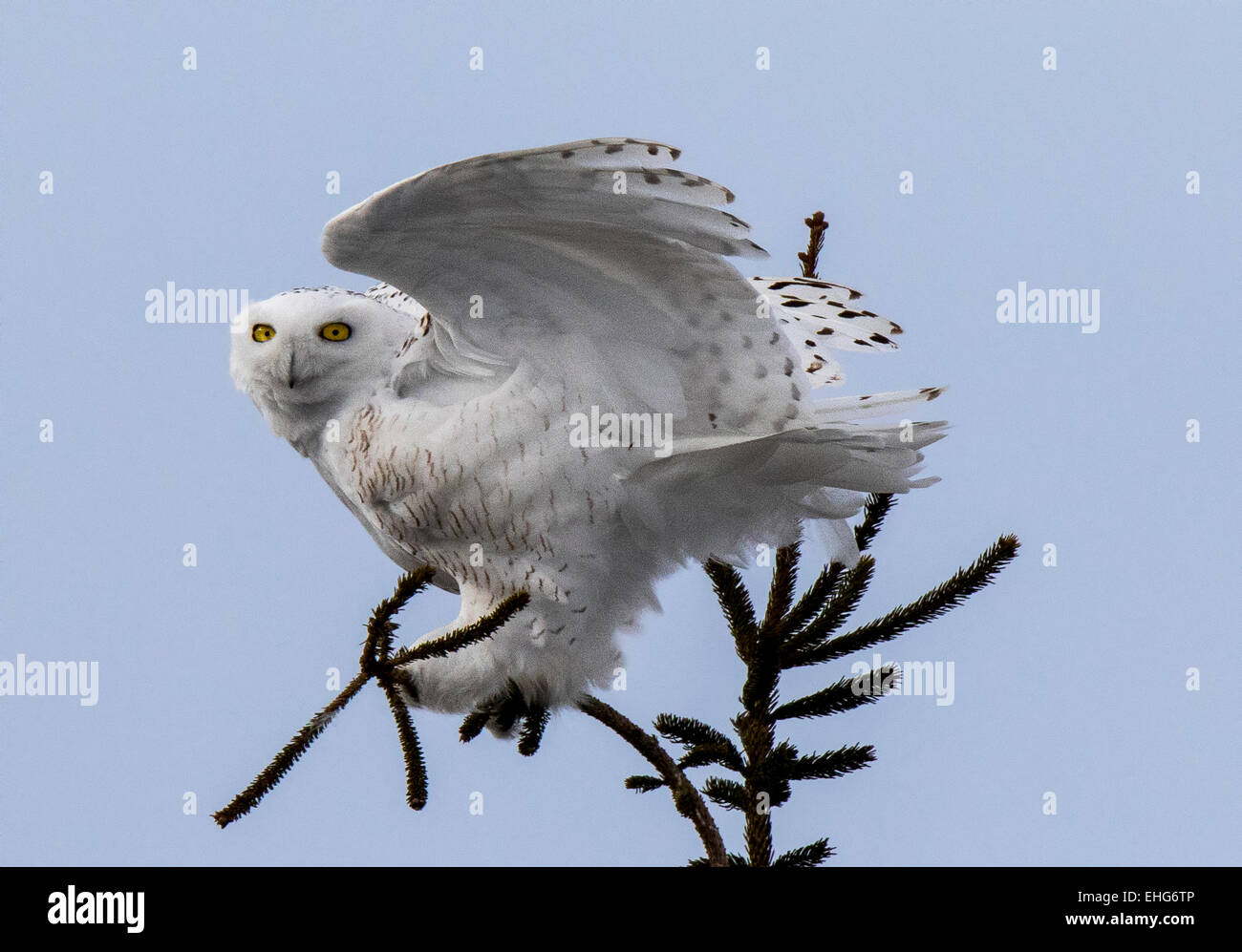 SNOWY OWLS HUNT IN CANADA WHERE THEY CAN FIND SMALL CRITTERS. VERY ...