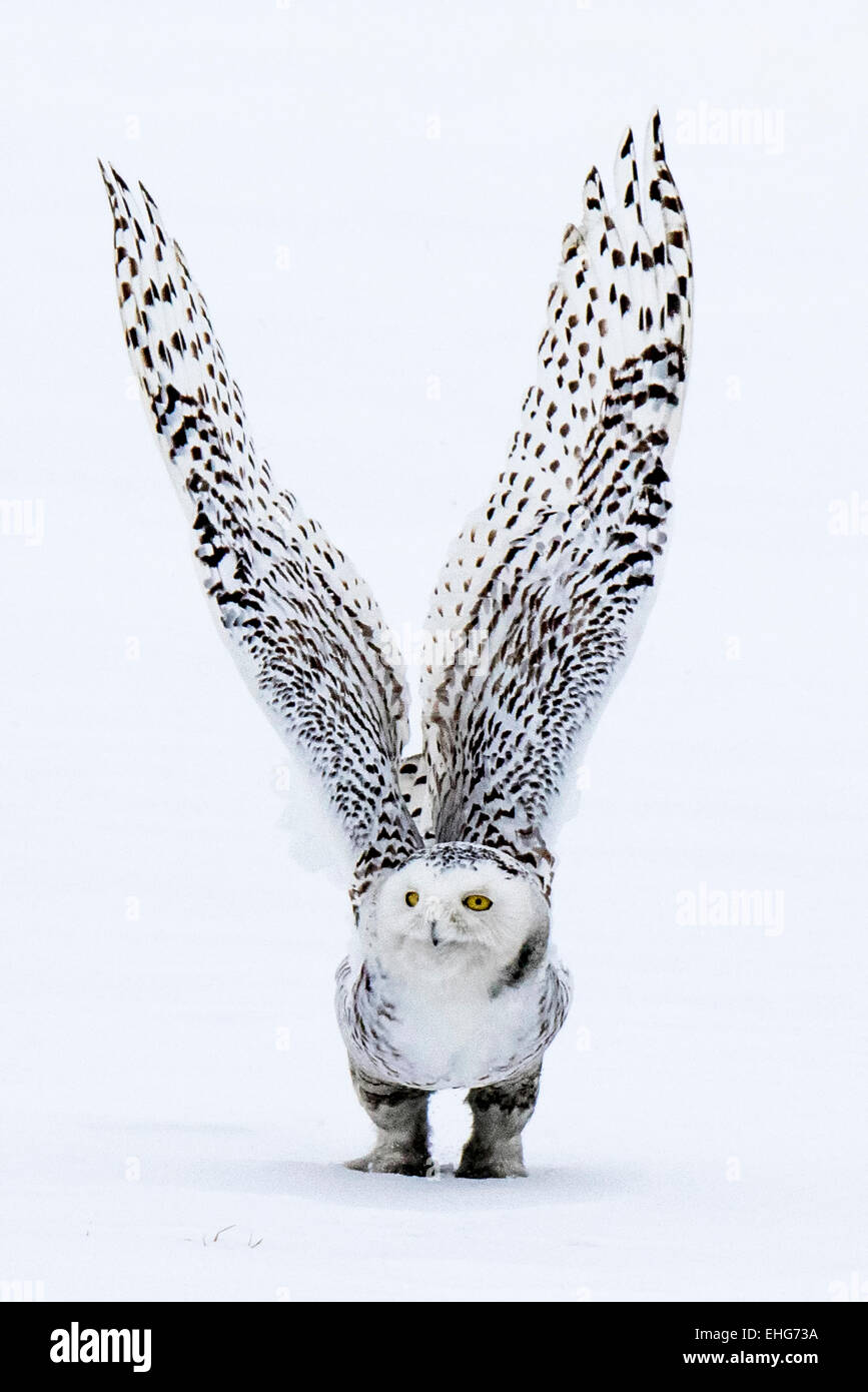 SNOWY OWLS HUNT IN CANADA WHERE THEY CAN FIND SMALL CRITTERS. VERY ...