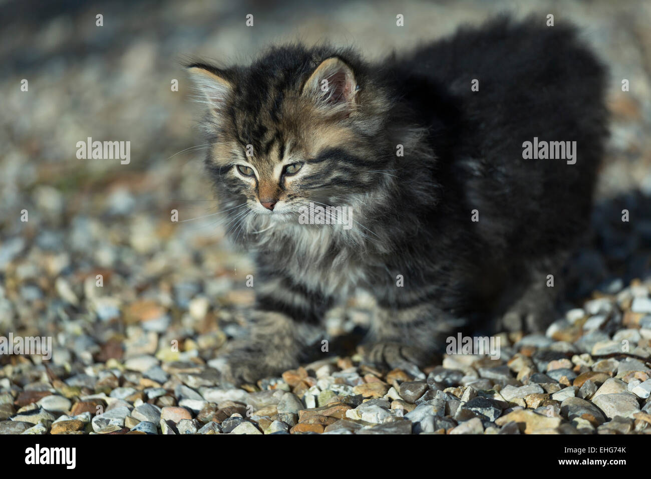 Wild cat kitten Normandy France Europe cute sweet Stock Photo - Alamy